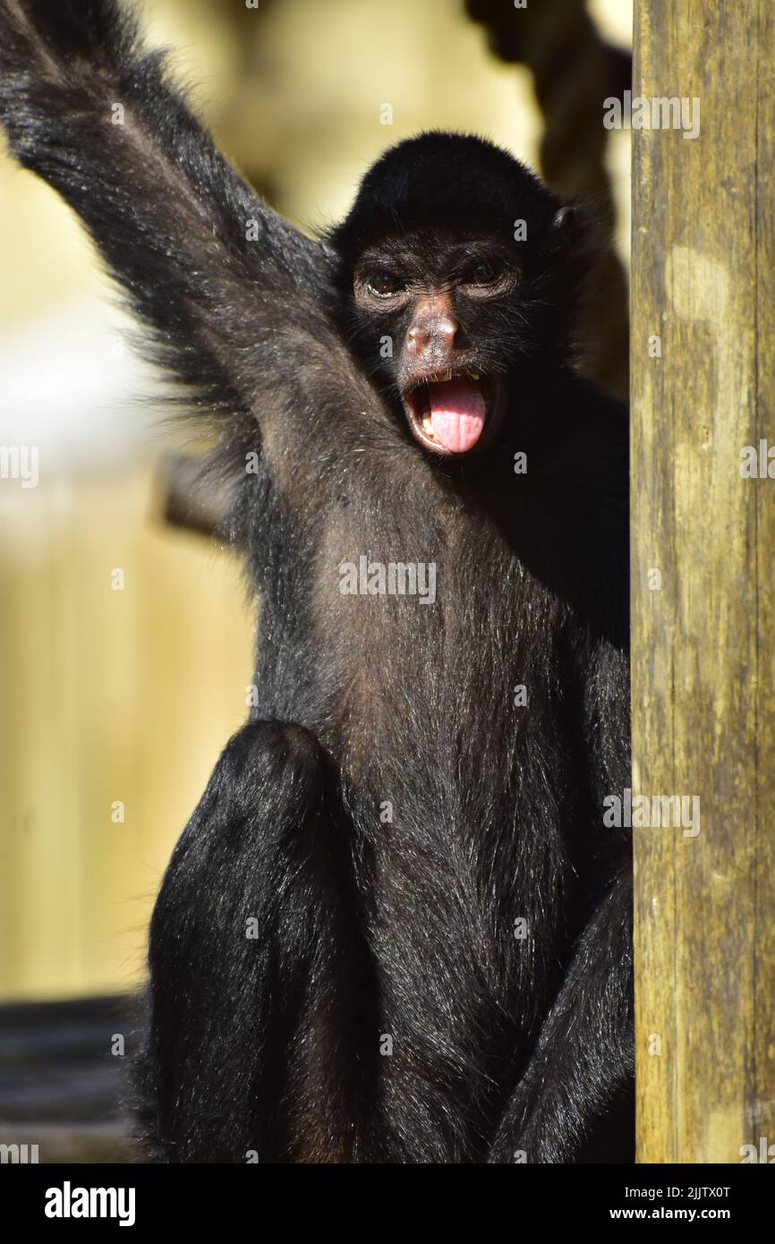 Spider monkey, a primate very common on the Amazon Forest, Brazil Stock ...