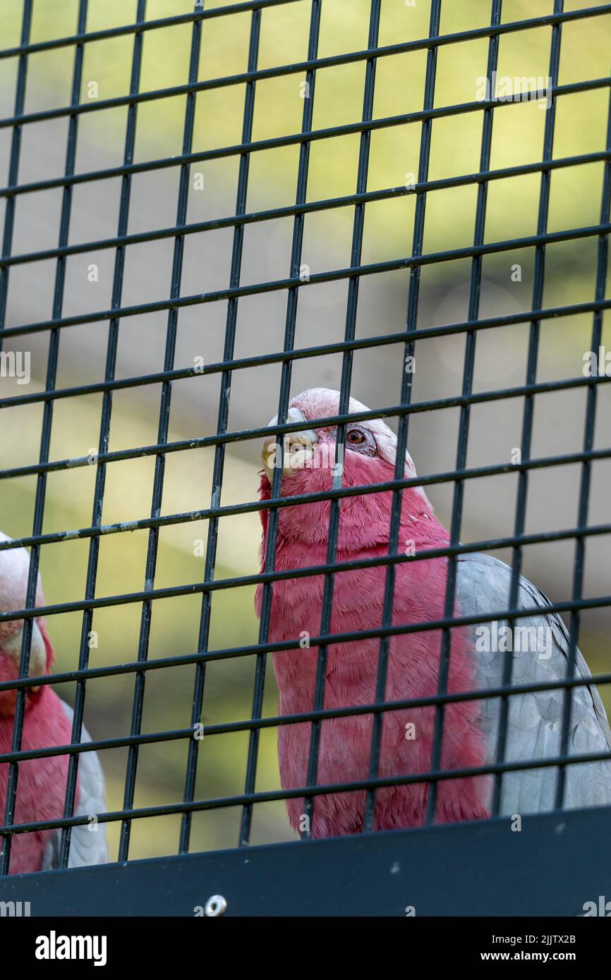 A pink bird in a cage at the zoo Stock Photo - Alamy