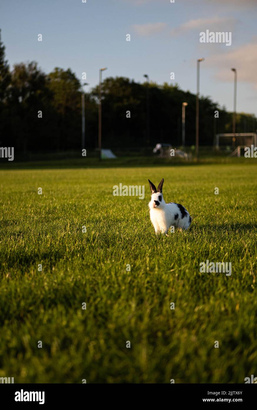 A vertical shot of black and white rabbit walking in grassland Stock ...