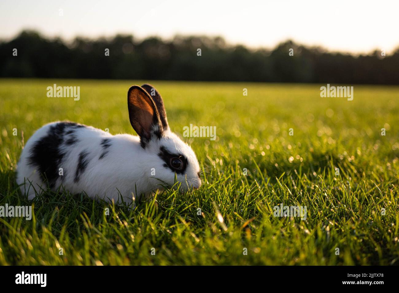 Grassland mammal rabbit hi-res stock photography and images - Alamy