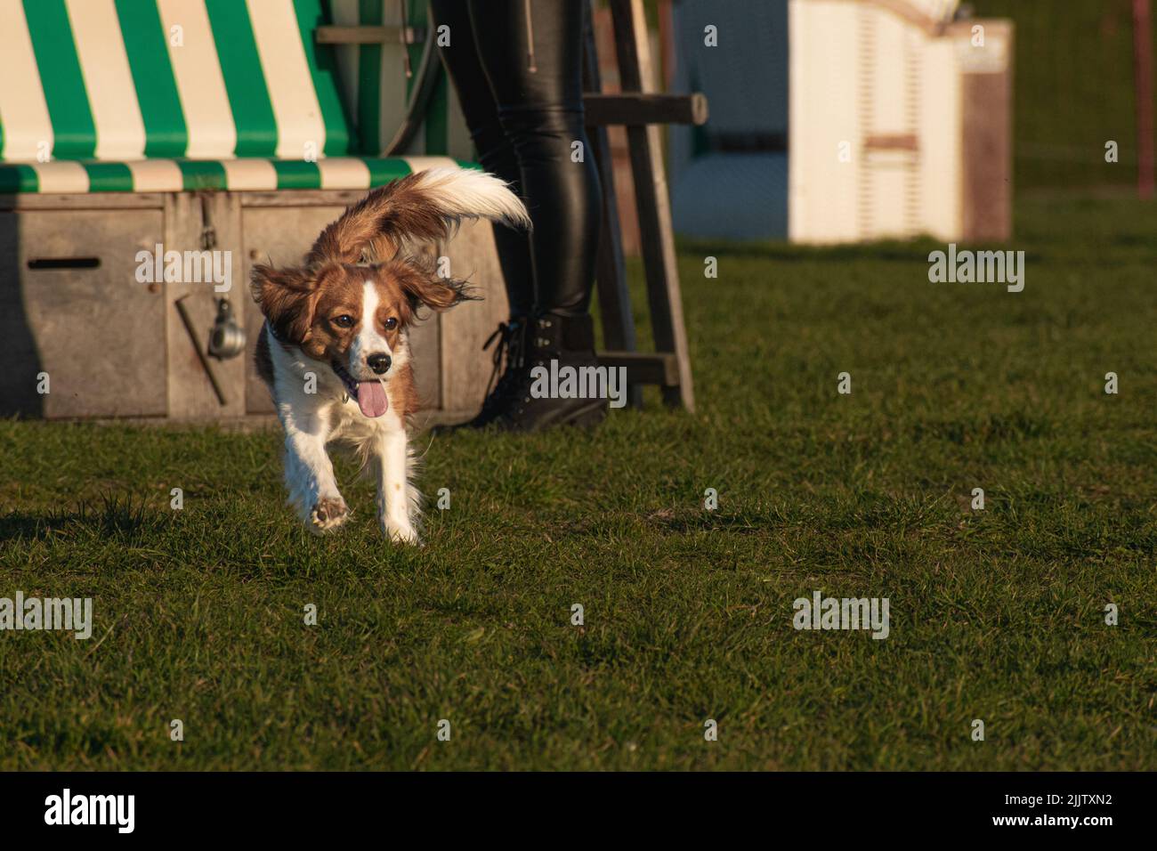 Dog running around hi-res stock photography and images - Alamy