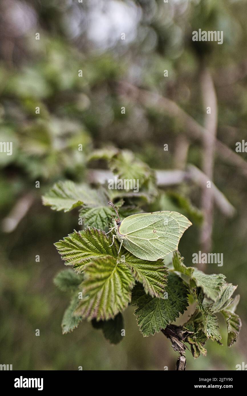 A vertical shot of a common brimstone butterfly perched on a tree ...