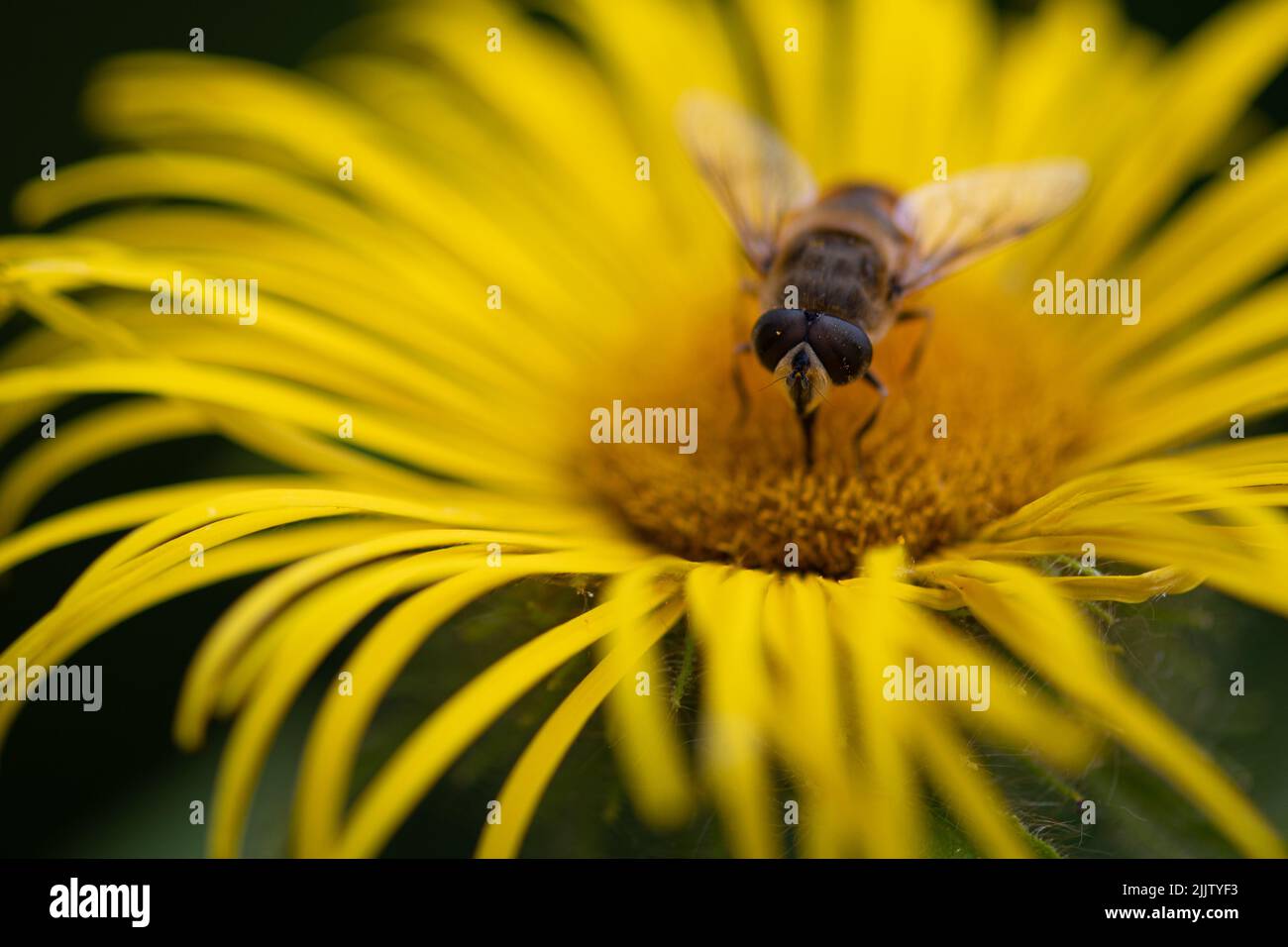 The common drone fly called Eristalis tenax, a common European species ...
