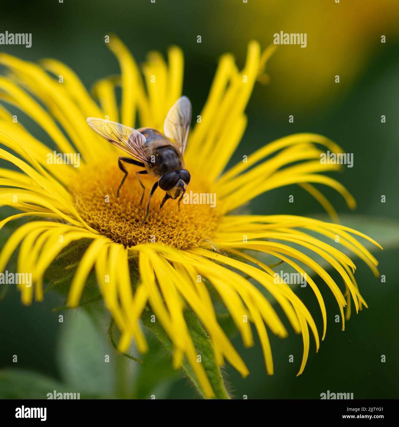 The common drone fly called Eristalis tenax, a common European species ...
