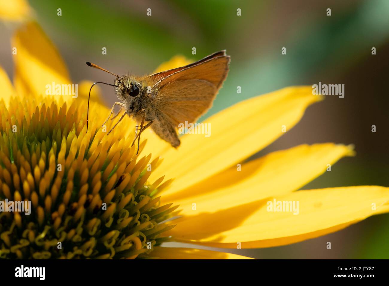 Little skipper butterfly collecting pollen from an Inula helenium ...