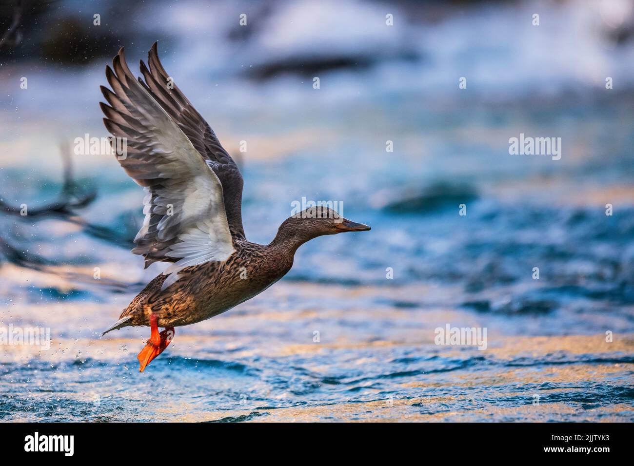 Female mallard duck in flight, Fontaine-de-Vaucluse, France Stock Photo ...
