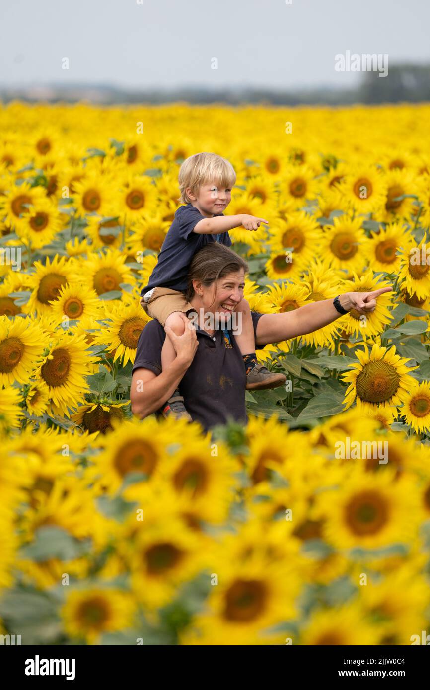 Lucy Taylor and her son Ralph, 3, amongst their crop of sunflowers ...