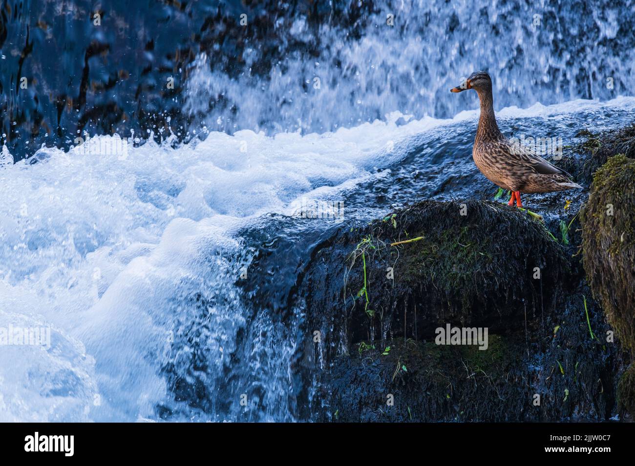 A female Mallard duck at the edge of a waterfall on the river Sorgue at ...