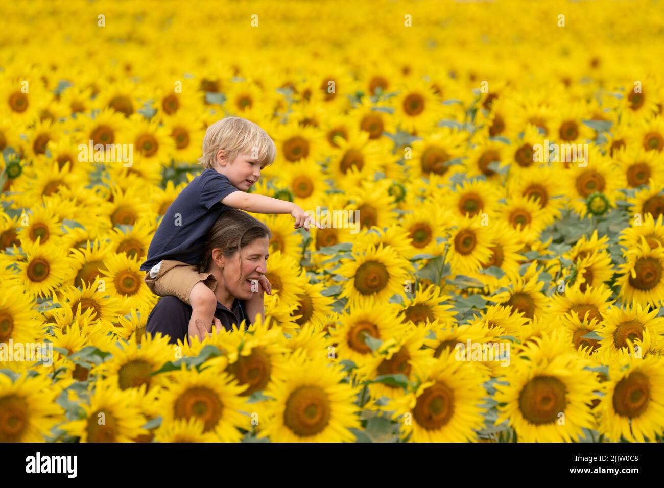 Lucy Taylor and her son Ralph, 3, amongst their crop of sunflowers ...