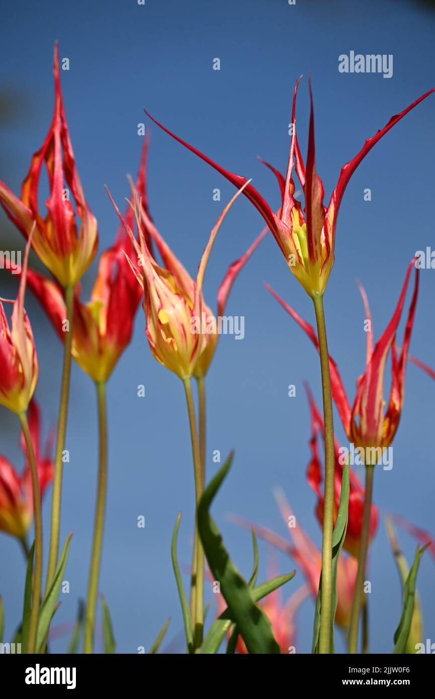 The Fire Flame or The Turkish Tulip dates back to at least the early ...