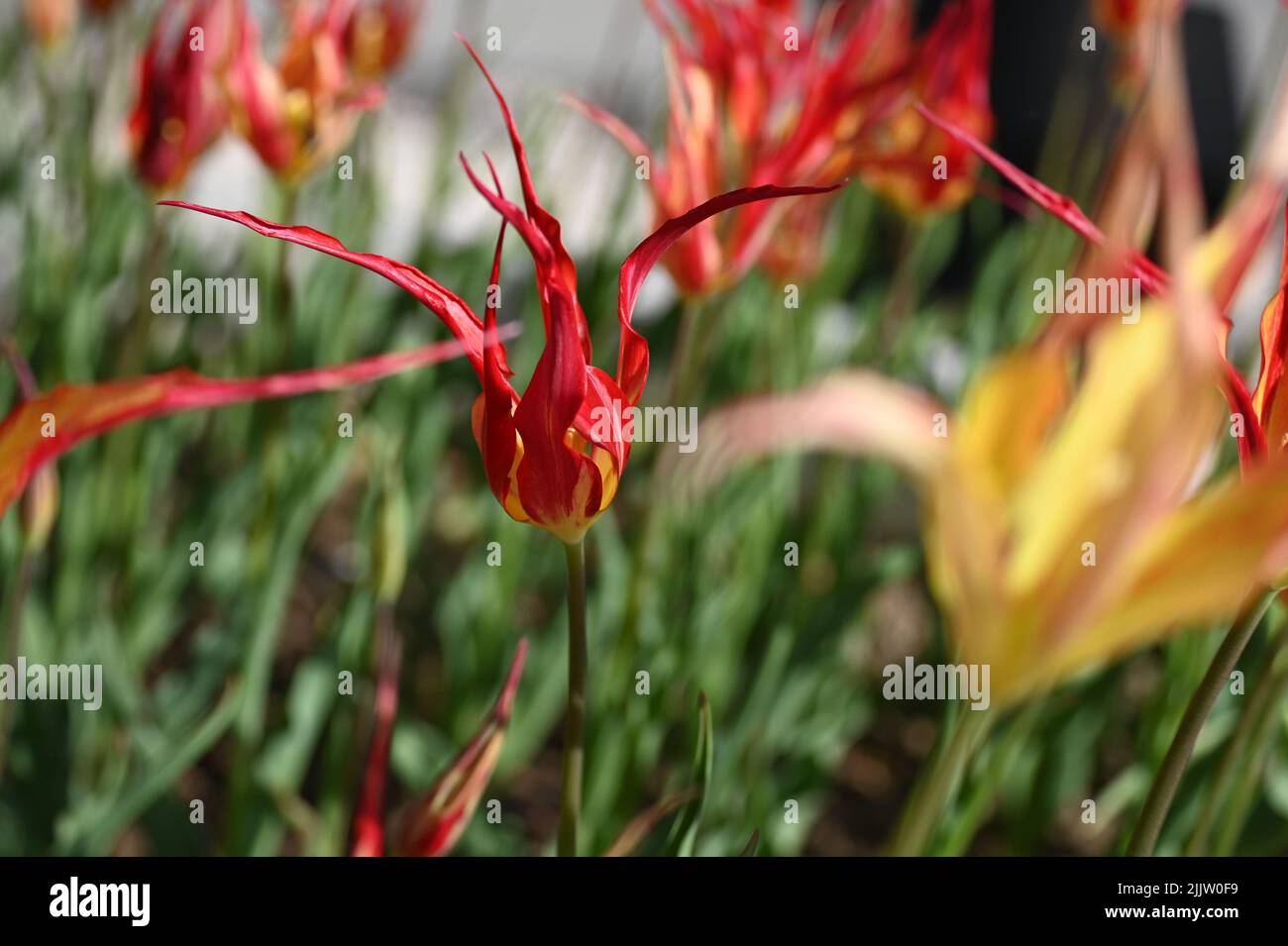 The Fire Flame or The Turkish Tulip dates back to at least the early ...
