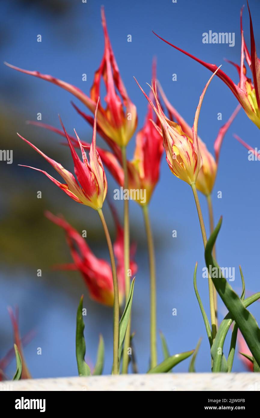 The Fire Flame or The Turkish Tulip dates back to at least the early ...