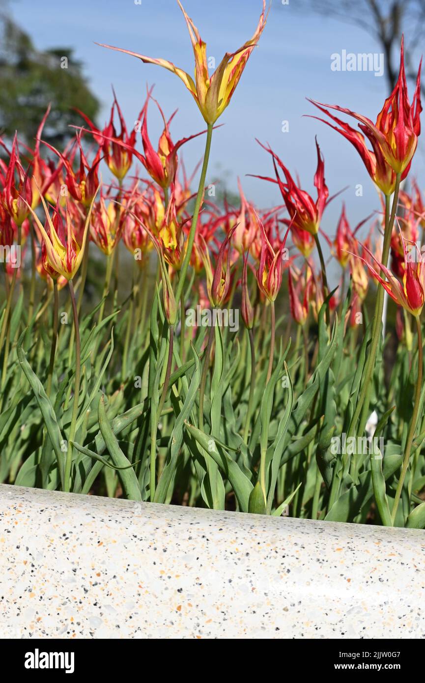 The Fire Flame or The Turkish Tulip dates back to at least the early ...