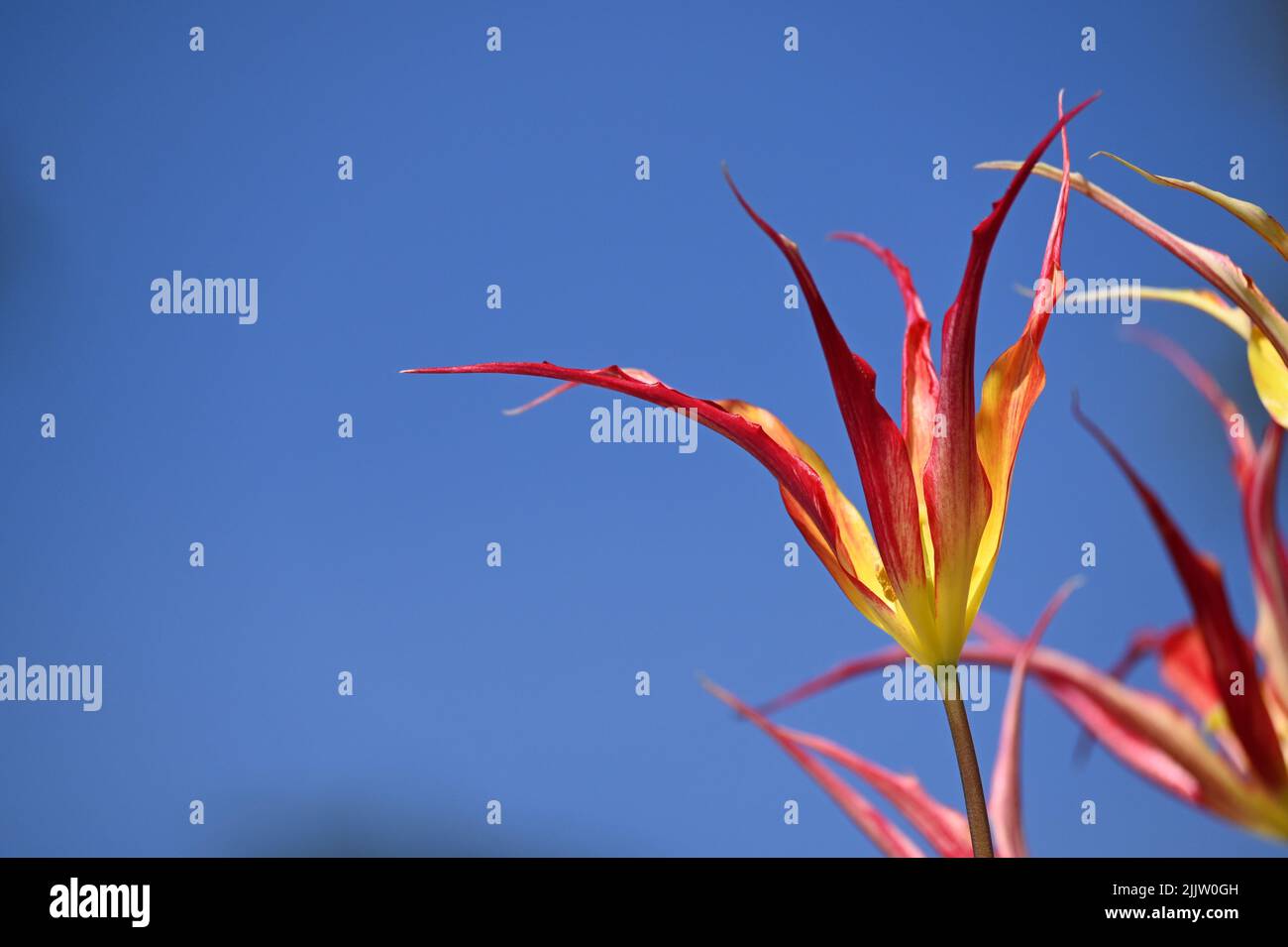 The Fire Flame or The Turkish Tulip dates back to at least the early ...