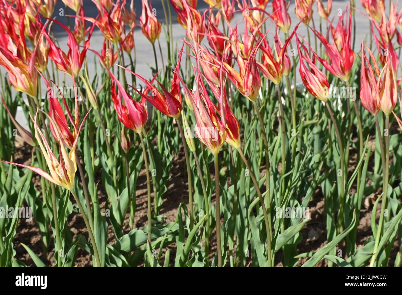 The Fire Flame or The Turkish Tulip dates back to at least the early ...