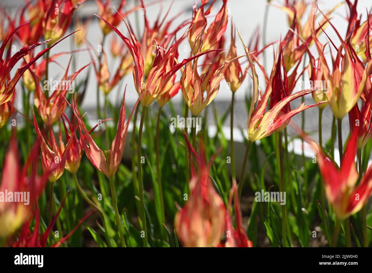 The Fire Flame or The Turkish Tulip dates back to at least the early ...