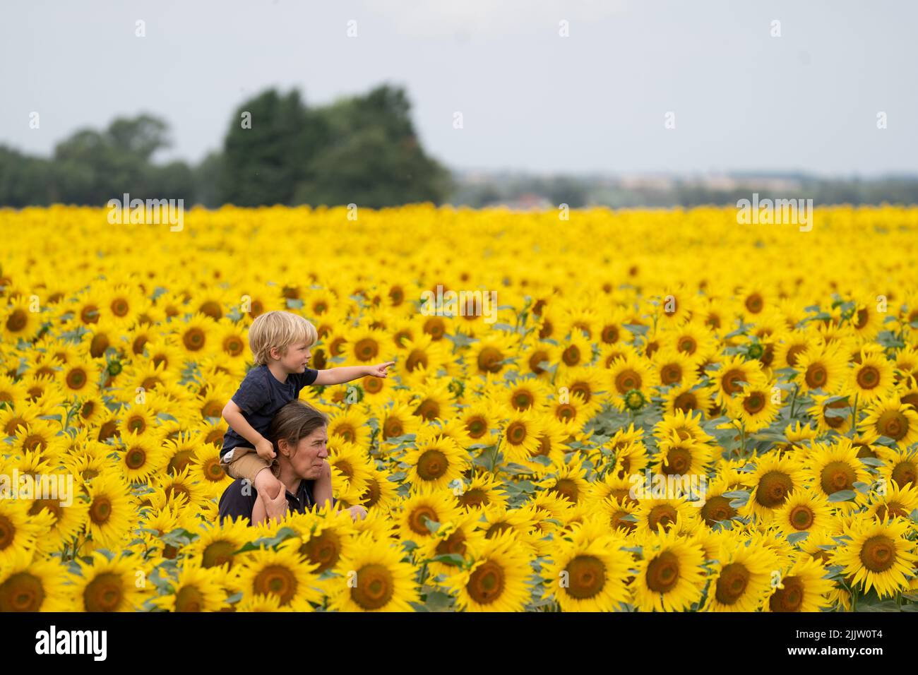 Lucy Taylor and her son Ralph, 3, amongst their crop of sunflowers ...