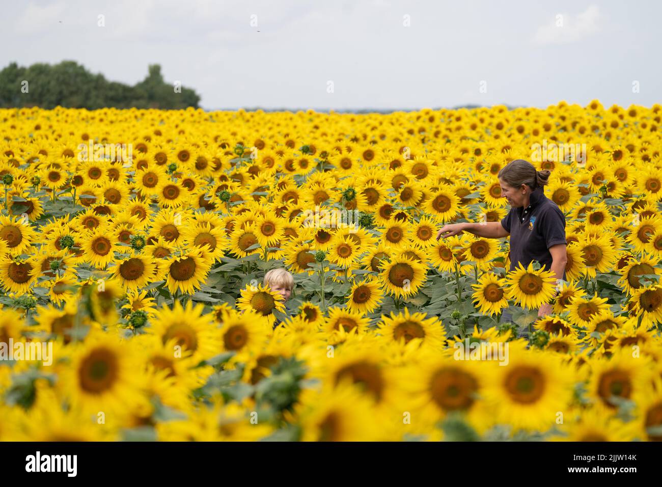 Lucy Taylor and her son Ralph, 3, amongst their crop of sunflowers ...