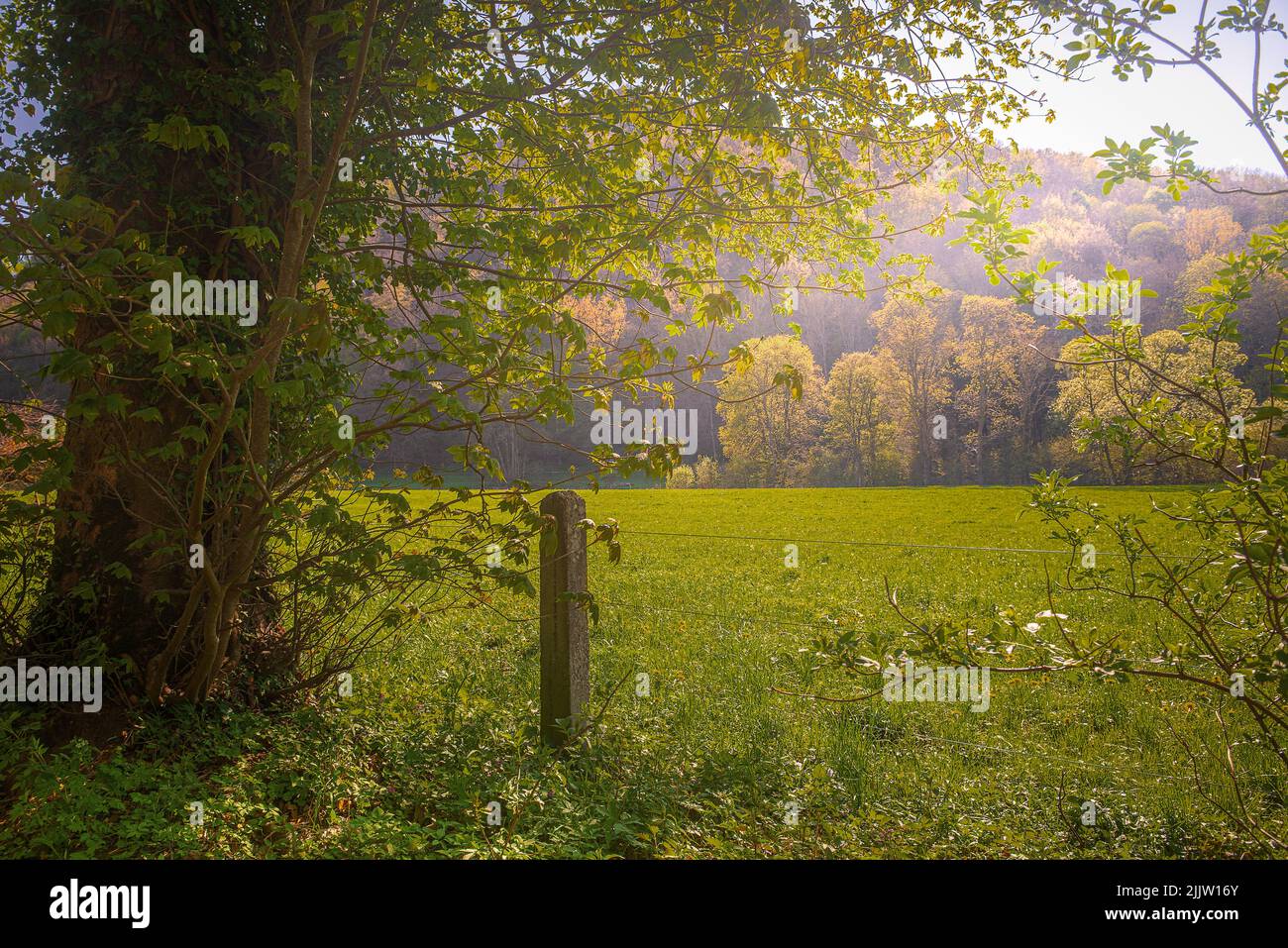 A natural landscape view of a beautiful grassy meadow on a sunny day ...