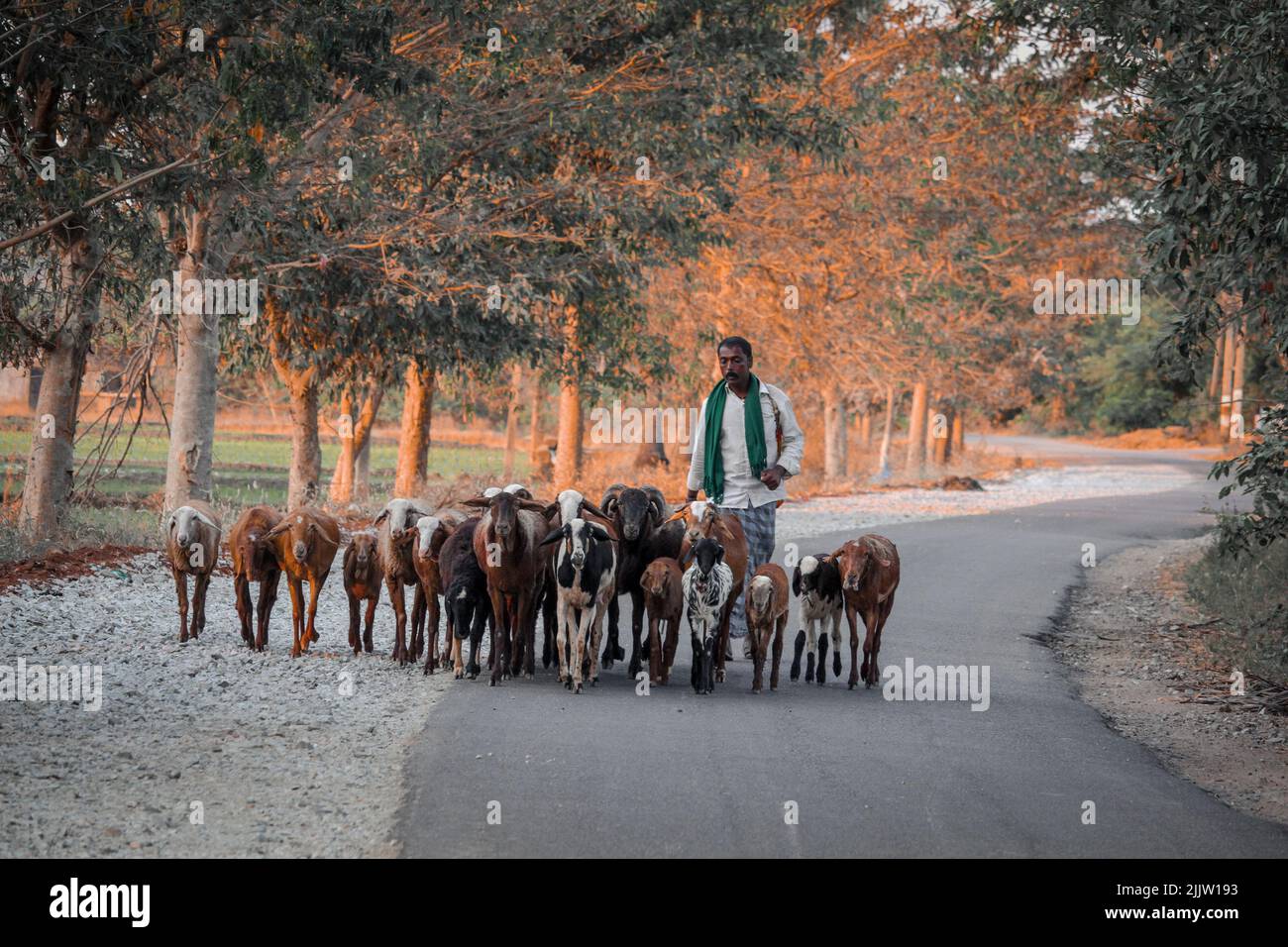 A man walking alongside a flock of sheep on the road in a village Stock ...