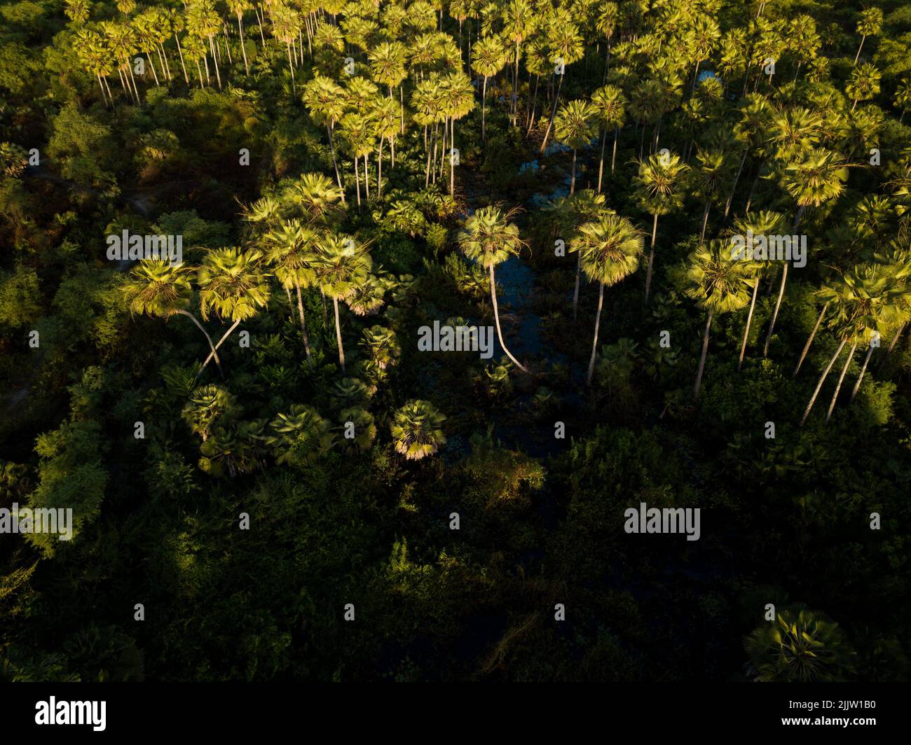 carnauba (copernicia prunifera) is a species of palm native to ...