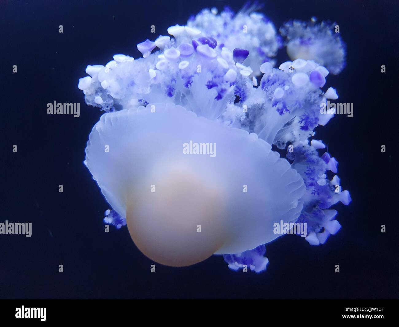 A beautiful shot of a blue Jellyfish underwater with dark background ...