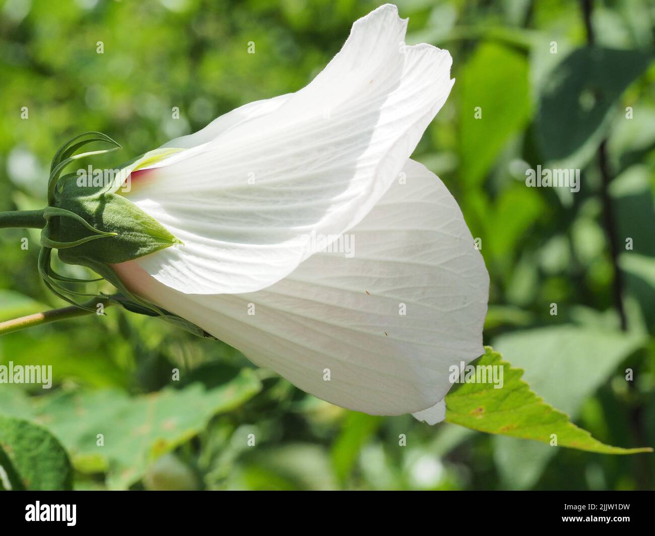 Beautiful shot hibiscus flowers hi-res stock photography and images - Alamy