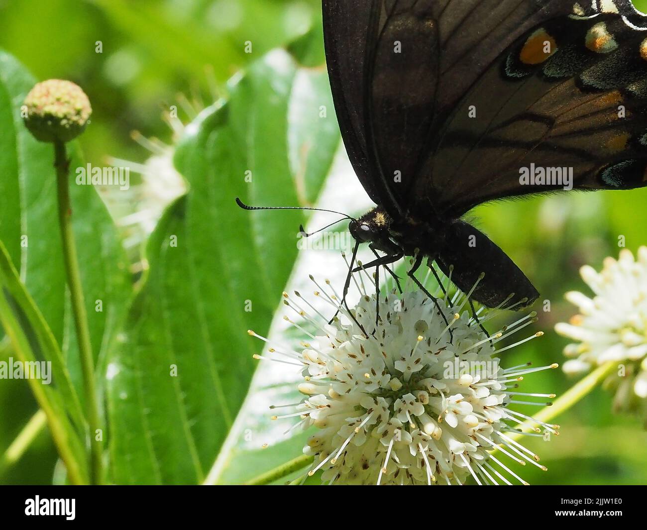 Black Eastern Swallowtail Butterfly feeding on a Buttonbush shrub Stock ...