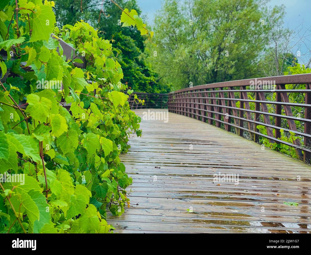 A wooden bridge surrounded with greenery on a rainy day Stock Photo - Alamy