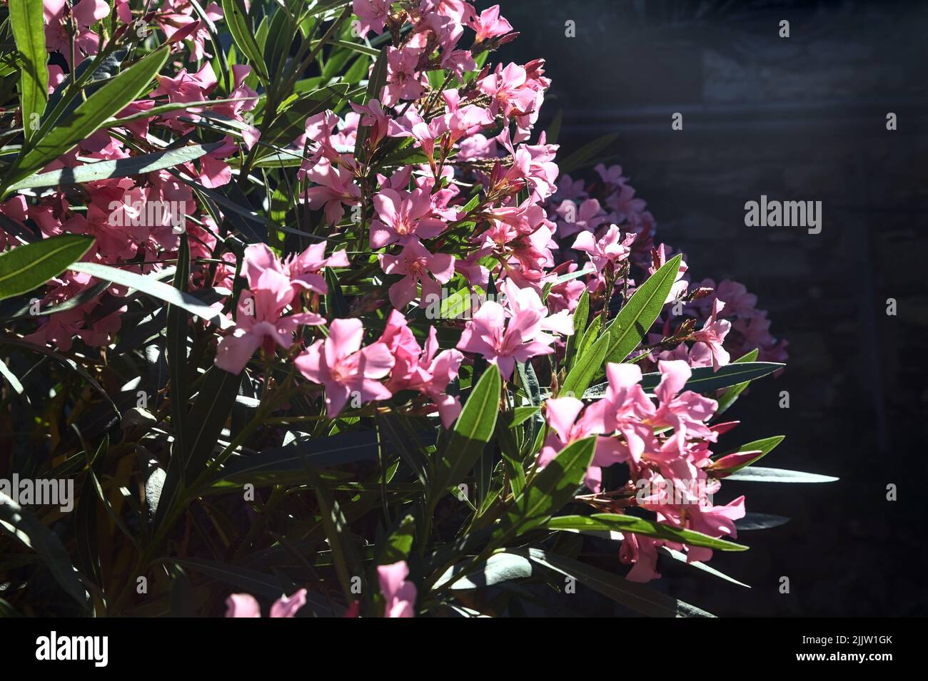 Pink oleander in bloom seen up close Stock Photo - Alamy
