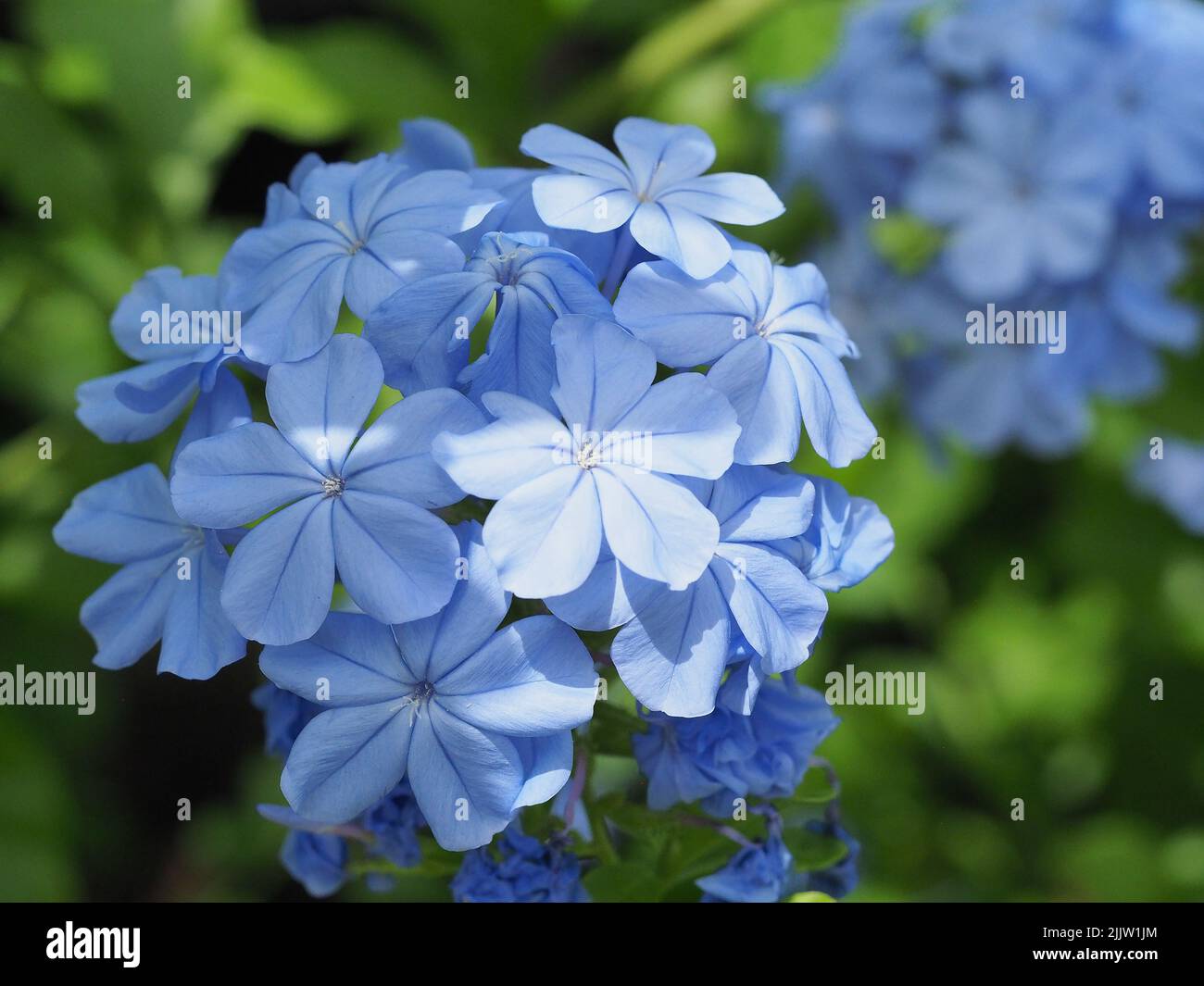 Native plumbago hi-res stock photography and images - Alamy