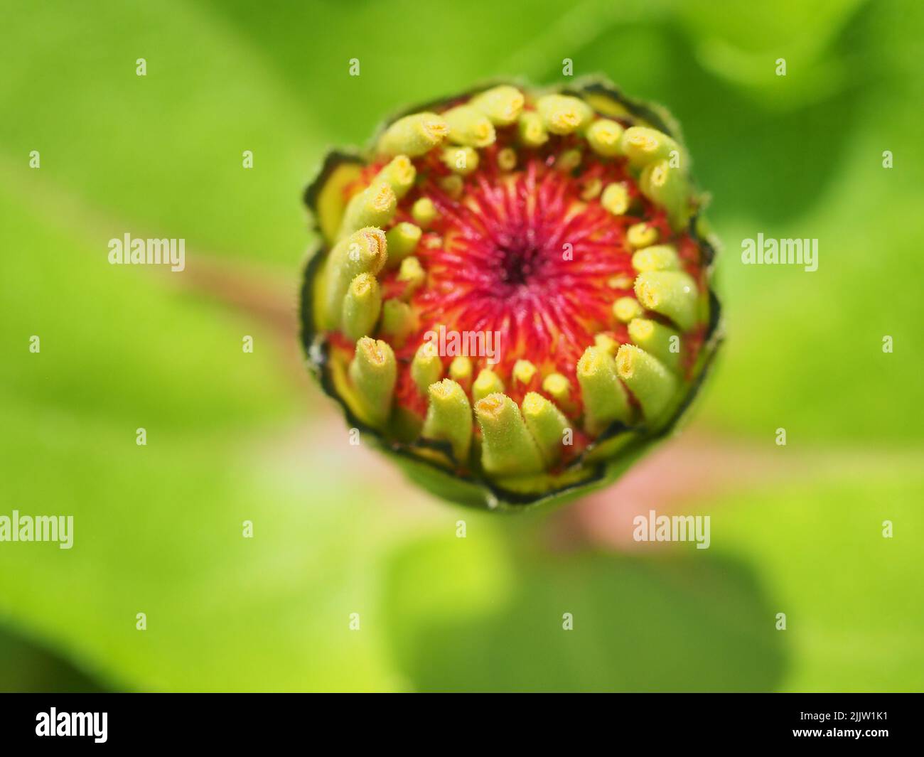 marco of red zinnia flower just before it opens Stock Photo - Alamy