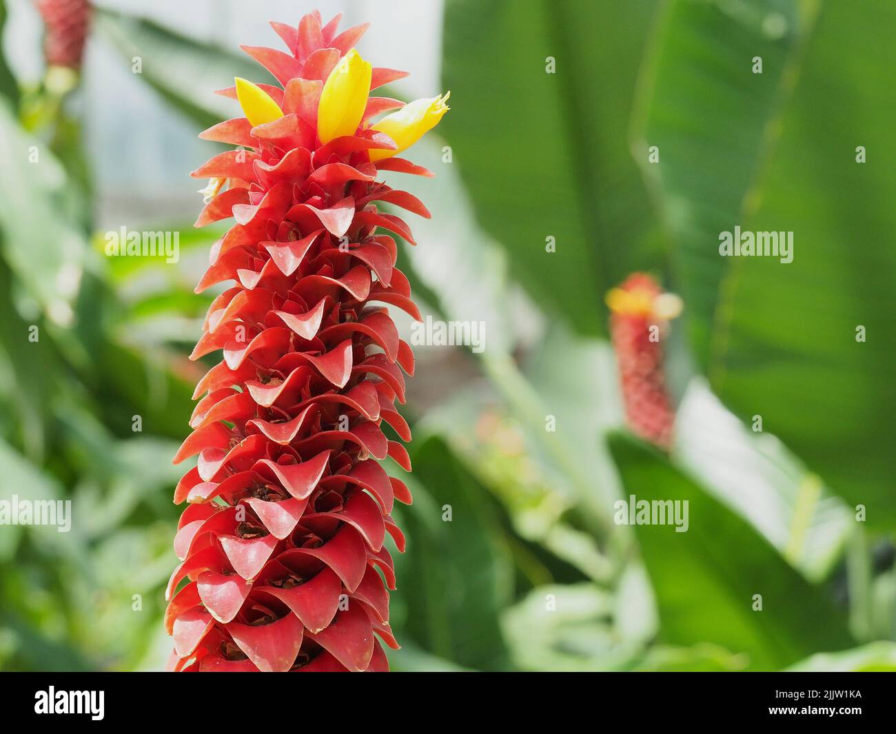 Foliage costus woodsonii red button hi-res stock photography and images ...
