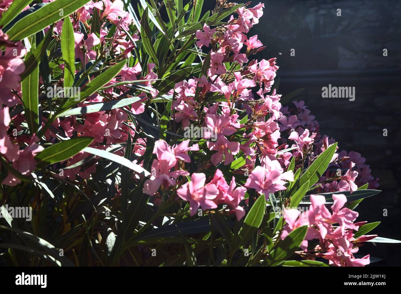 Pink oleander in bloom seen up close Stock Photo - Alamy