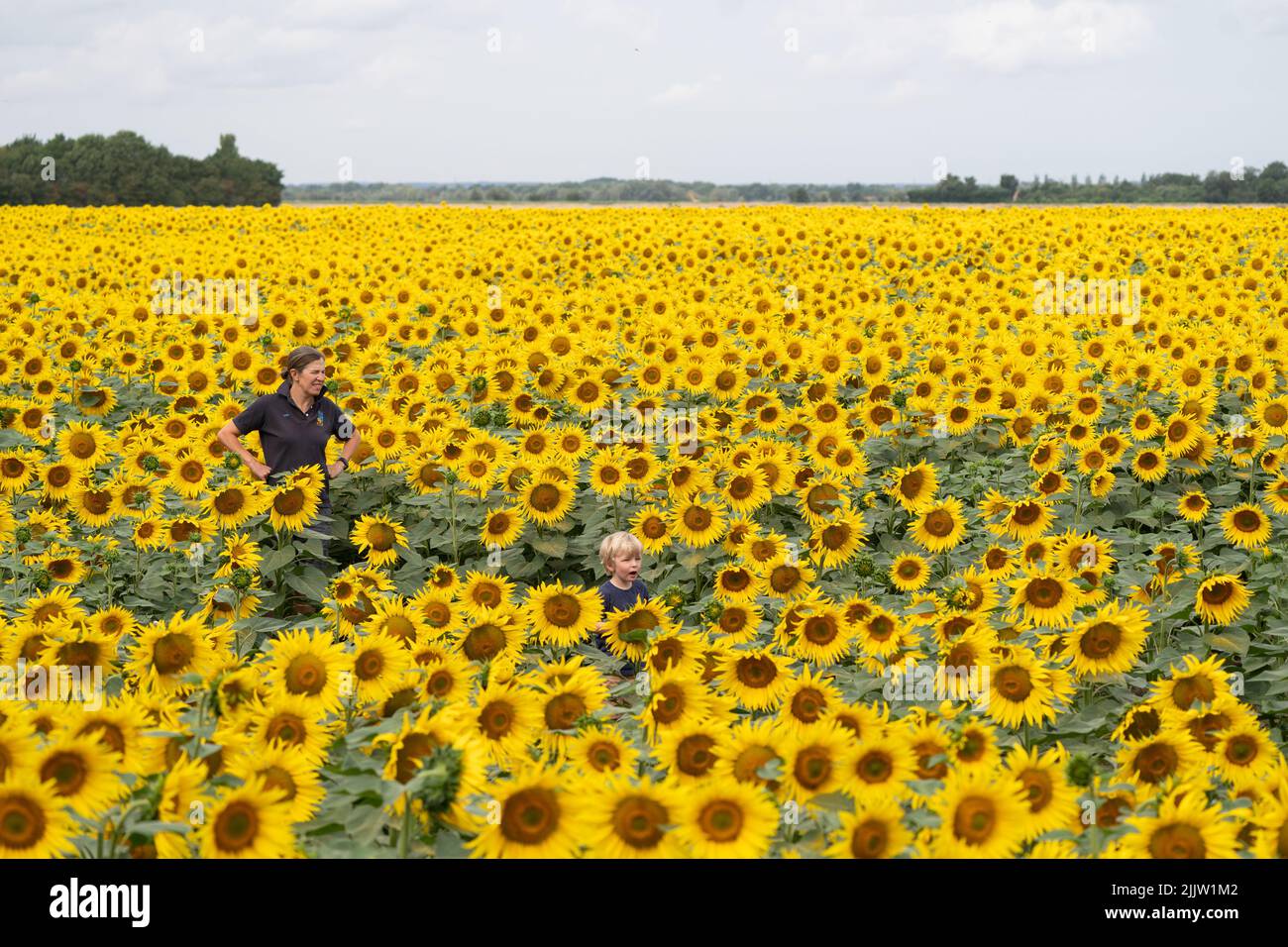 Lucy Taylor and her son Ralph, 3, amongst their crop of sunflowers ...
