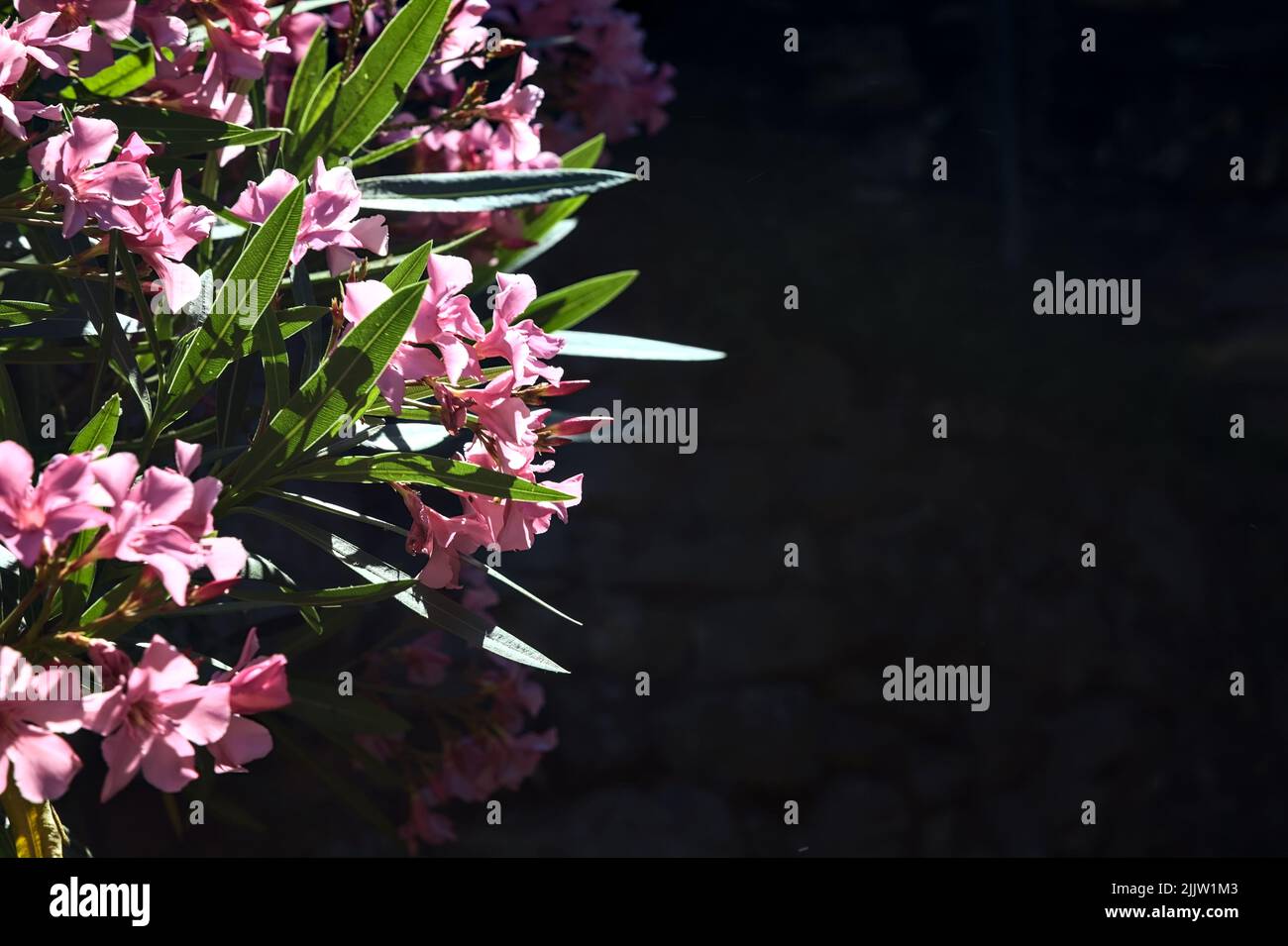 Pink oleander in bloom seen up close Stock Photo - Alamy