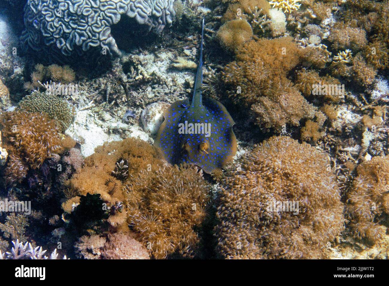Indonesia Sumbawa - Bluespotted ribbontail ray in coral reef - Taeniura ...