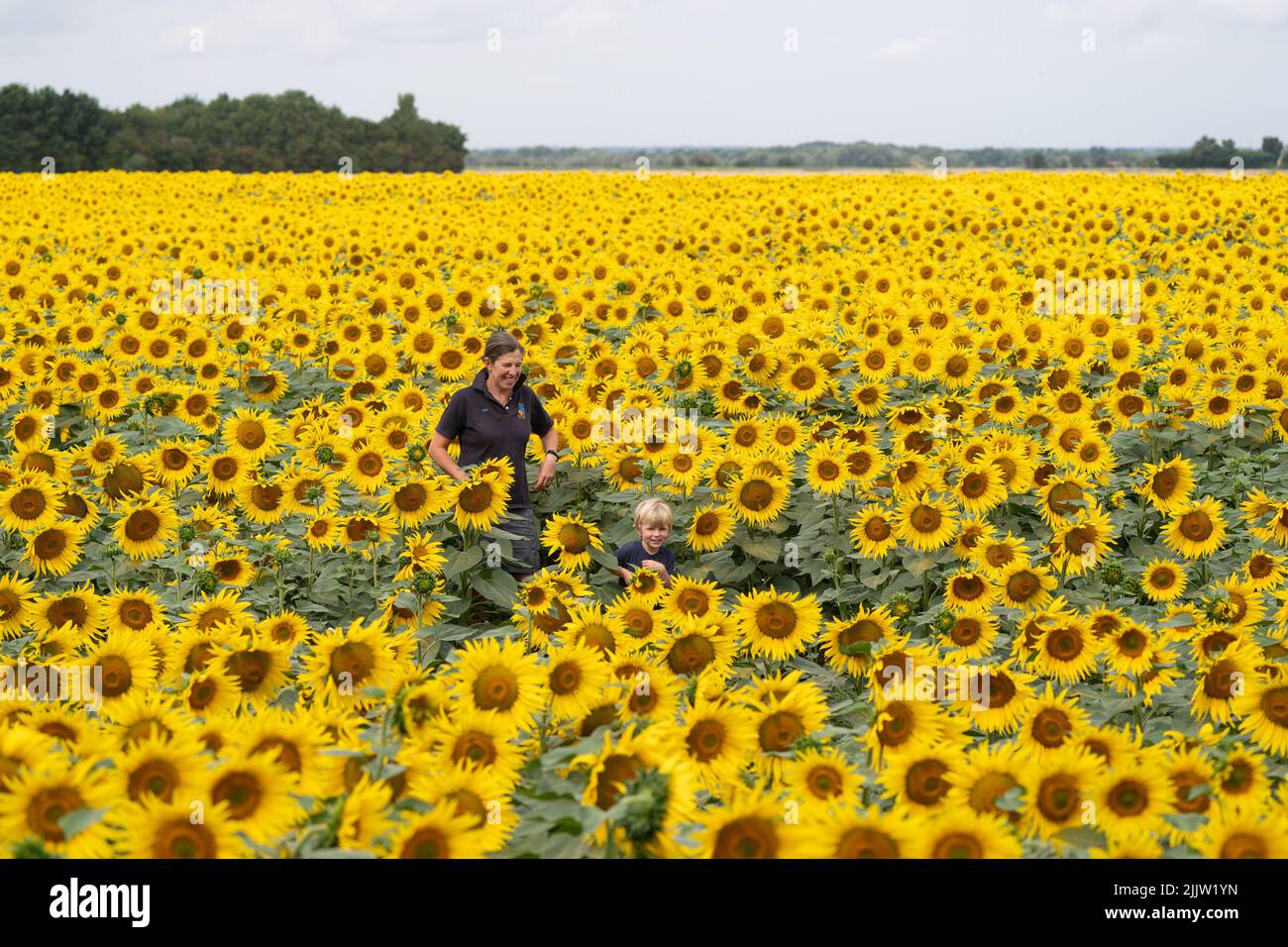 Lucy Taylor and her son Ralph, 3, amongst their crop of sunflowers ...