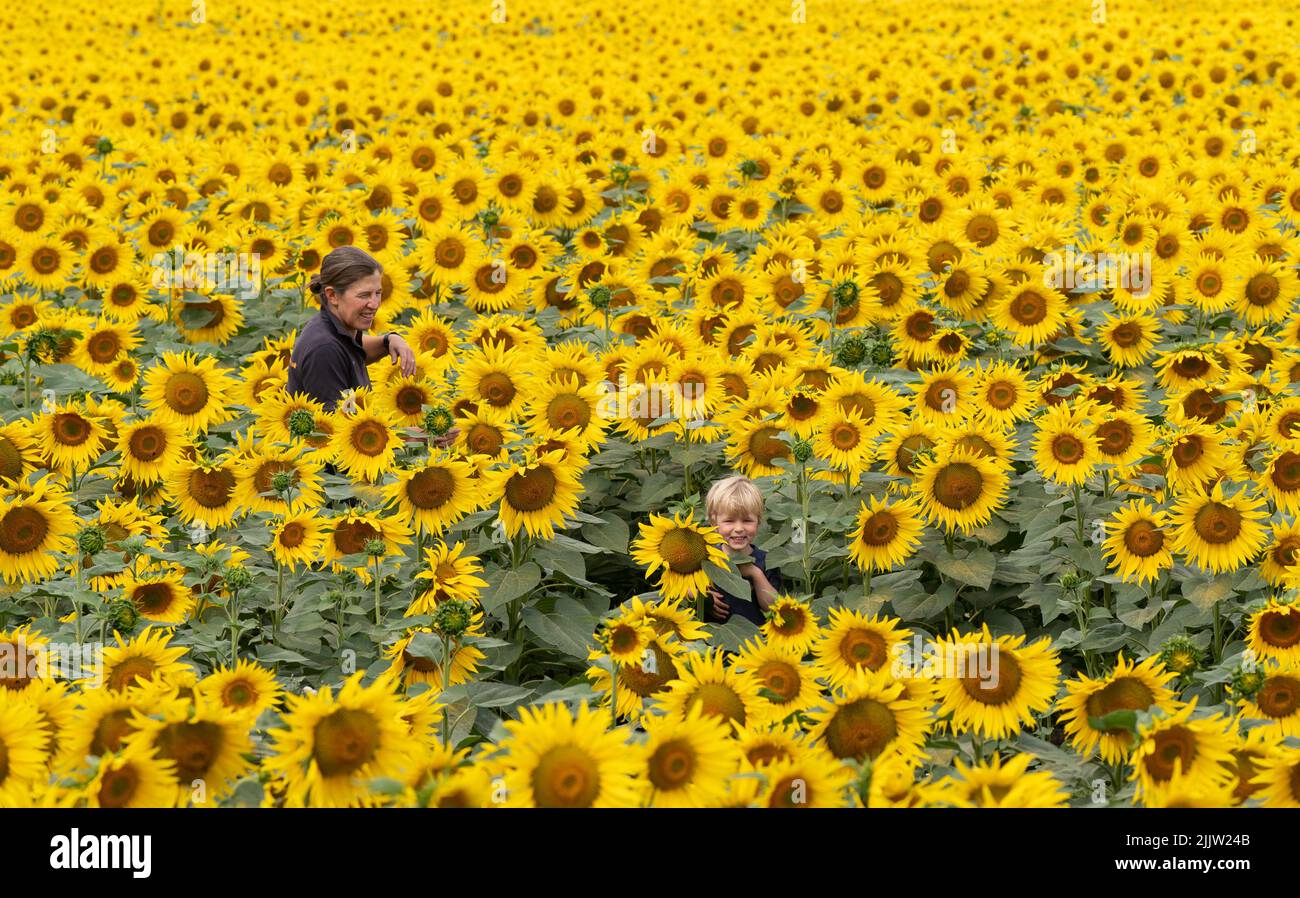 Lucy Taylor and her son Ralph, 3, amongst their crop of sunflowers ...