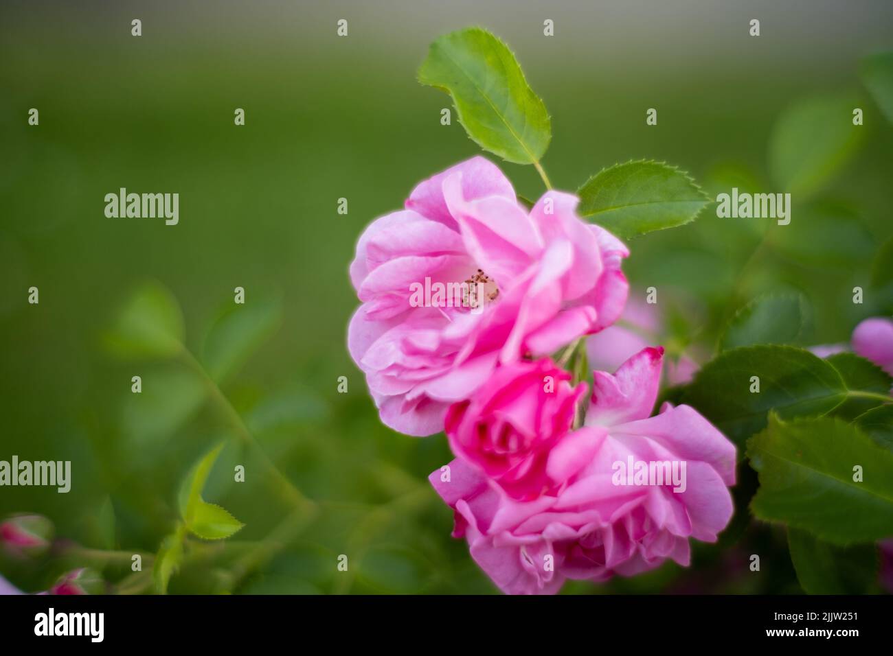 The pink and white rose flowers from the botanical garden of Bucharest ...