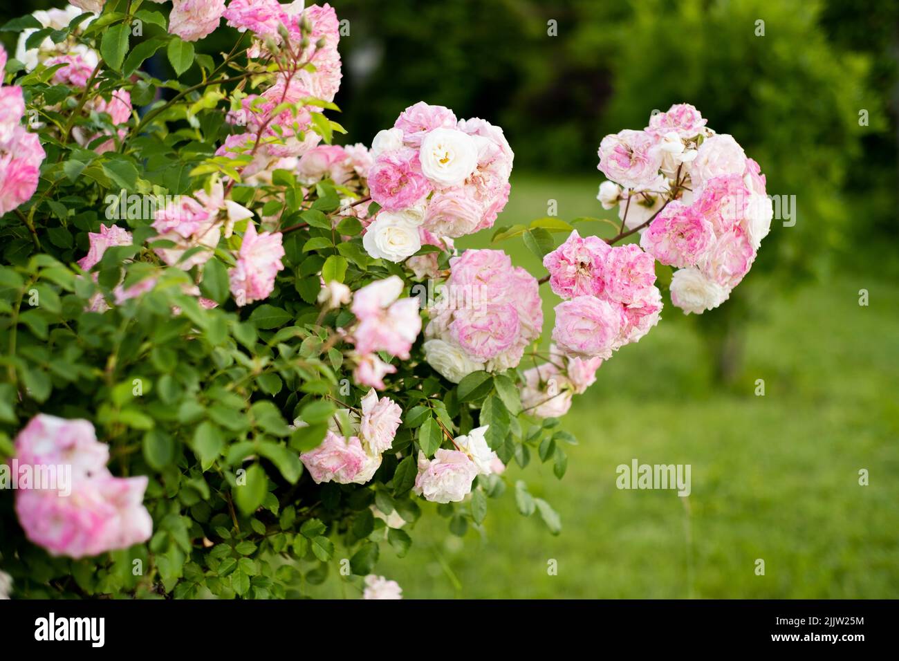The pink fairy rose flowers from the botanical garden of Bucharest ...