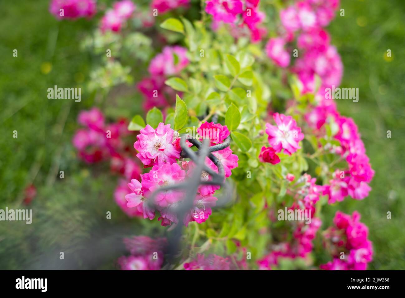 The pink fairy rose flowers from the botanical garden of Bucharest ...