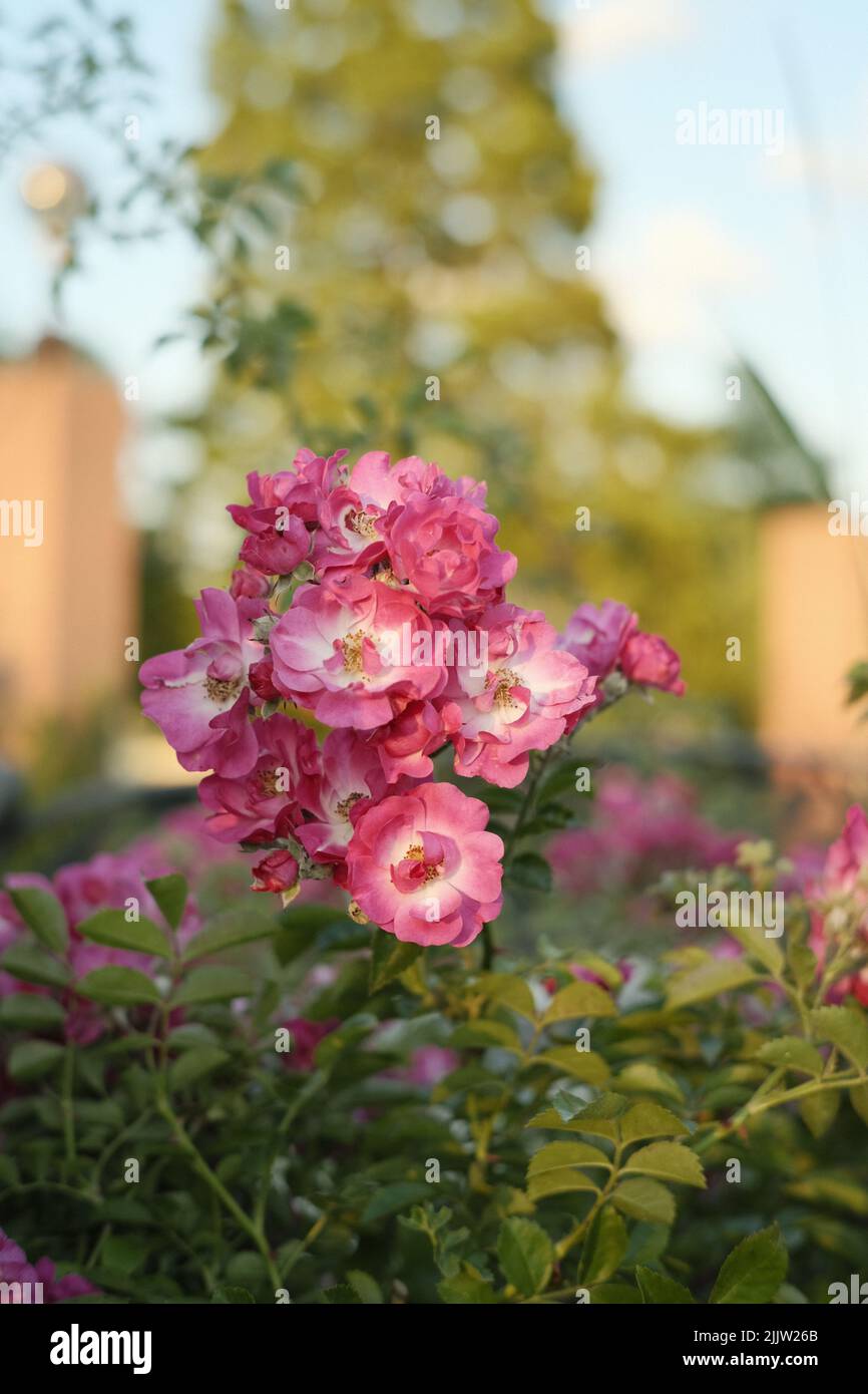 The pink fairy rose flowers from the botanical garden of Bucharest ...