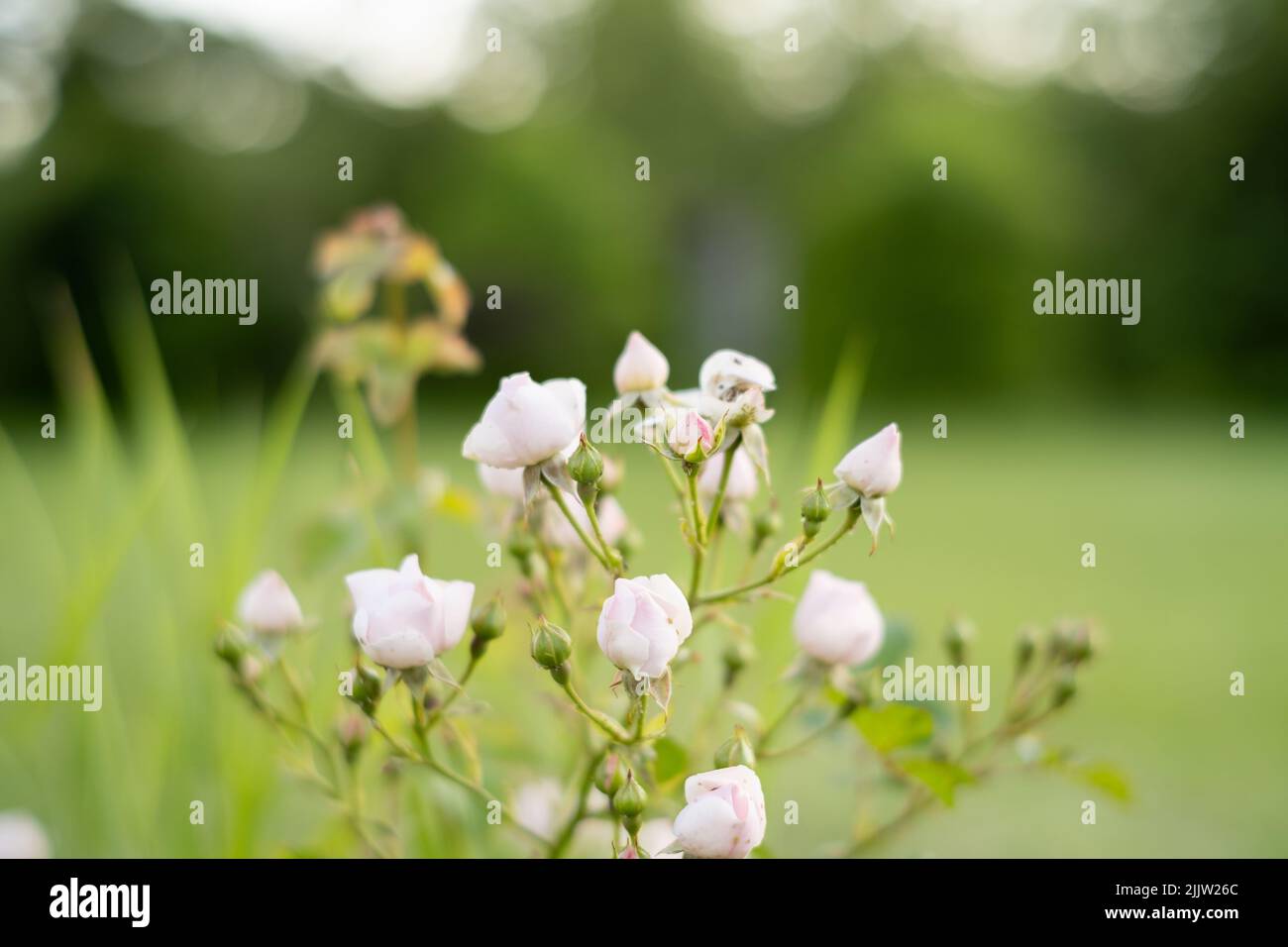 The white rose flowers from the botanical garden of Bucharest Stock ...