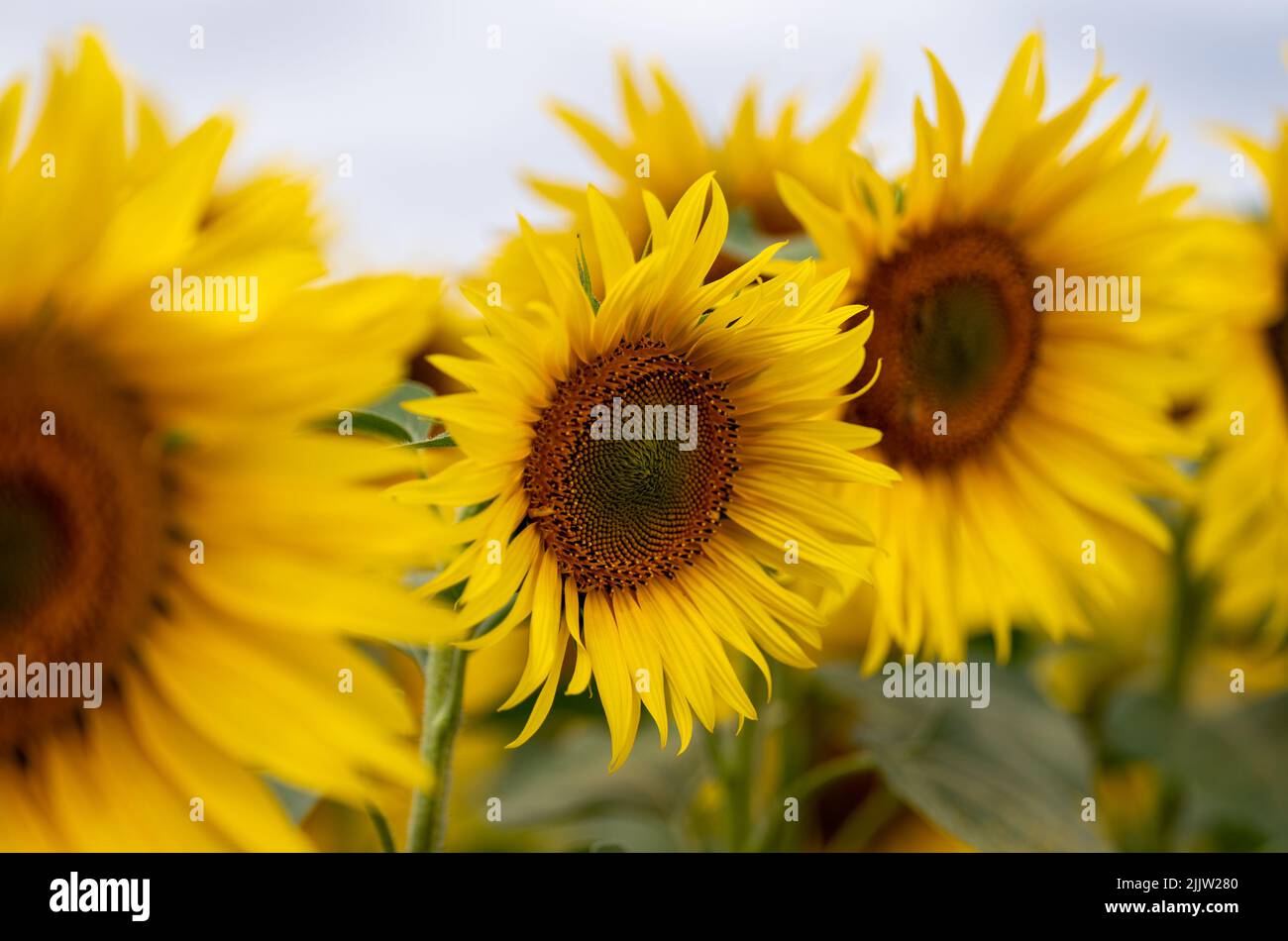 A field of sunflowers which have come into bloom early due to recent ...