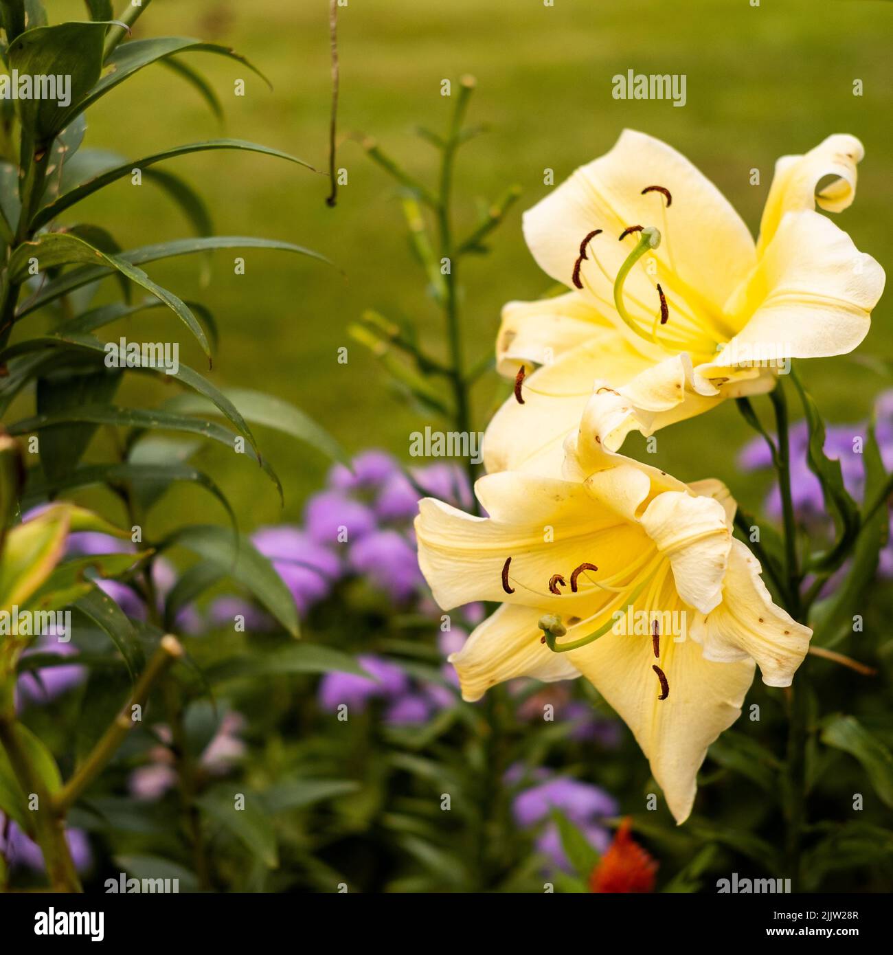 The yellow Lily flowers from the botanical garden of Bucharest Stock ...
