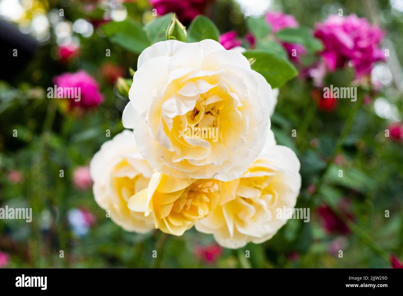 The yellow rose flowers from the botanical garden of Bucharest Stock ...