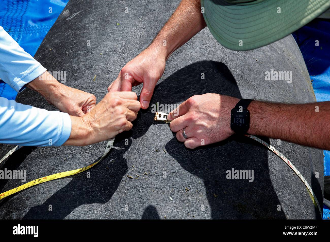 Florida manatee clearwater florida hi-res stock photography and images ...