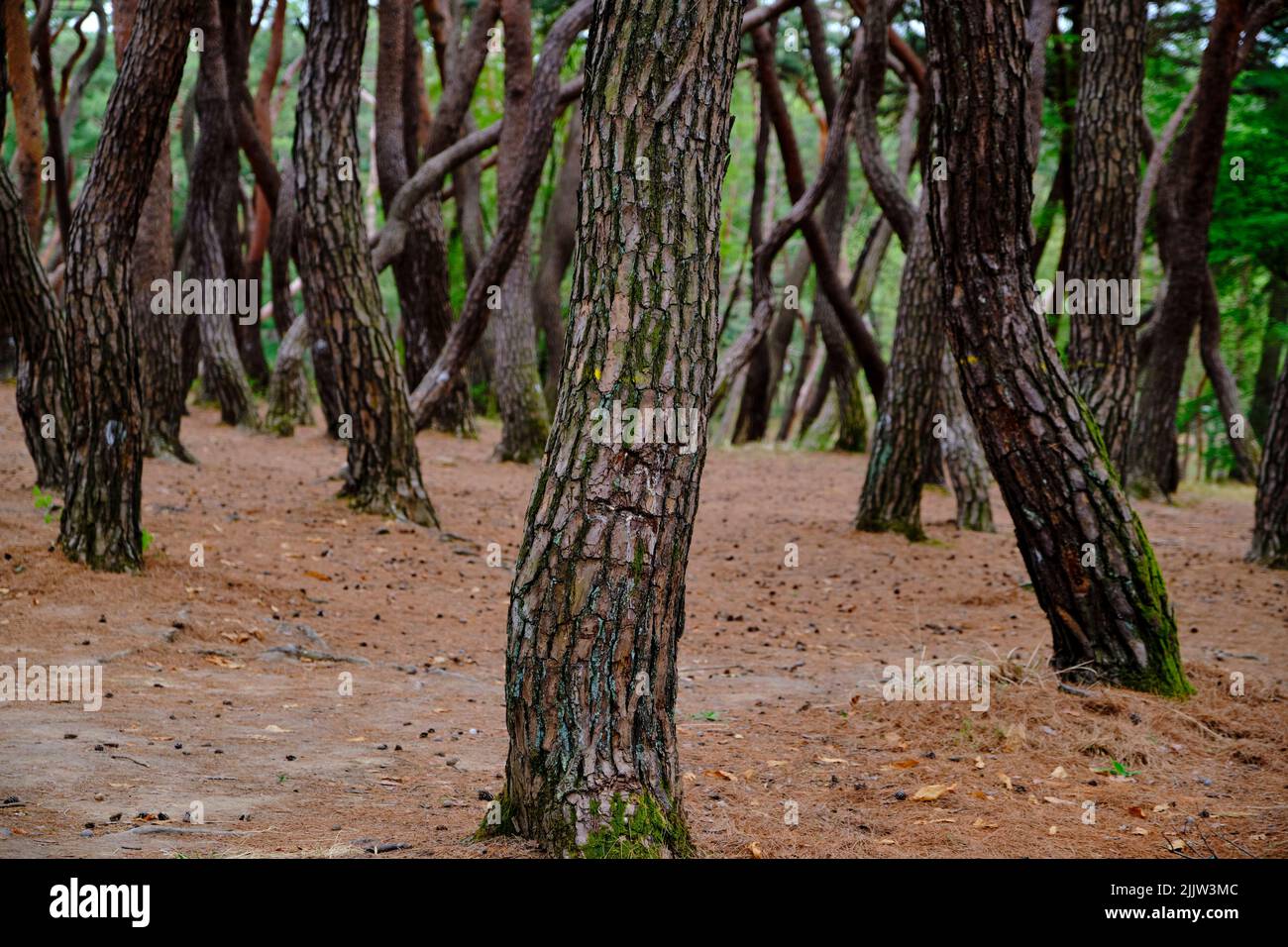 Korean forest hi-res stock photography and images - Alamy
