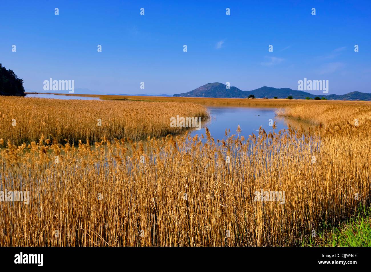 South Korea, South Jeolla Province, Suncheon, Suncheon Bay, preserved ...